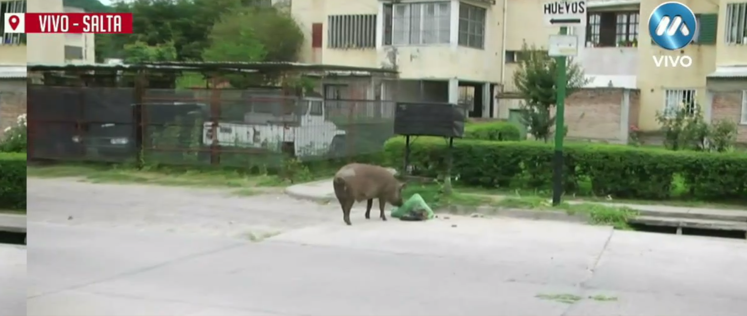 Insólito: Chanchos por las calles se comen la basura en barrio Castañares