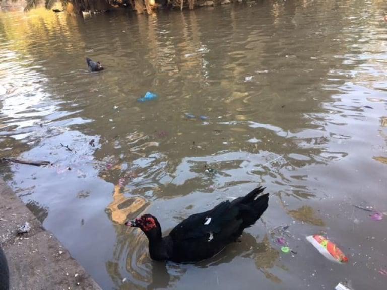 Lago del parque San Martin contaminado